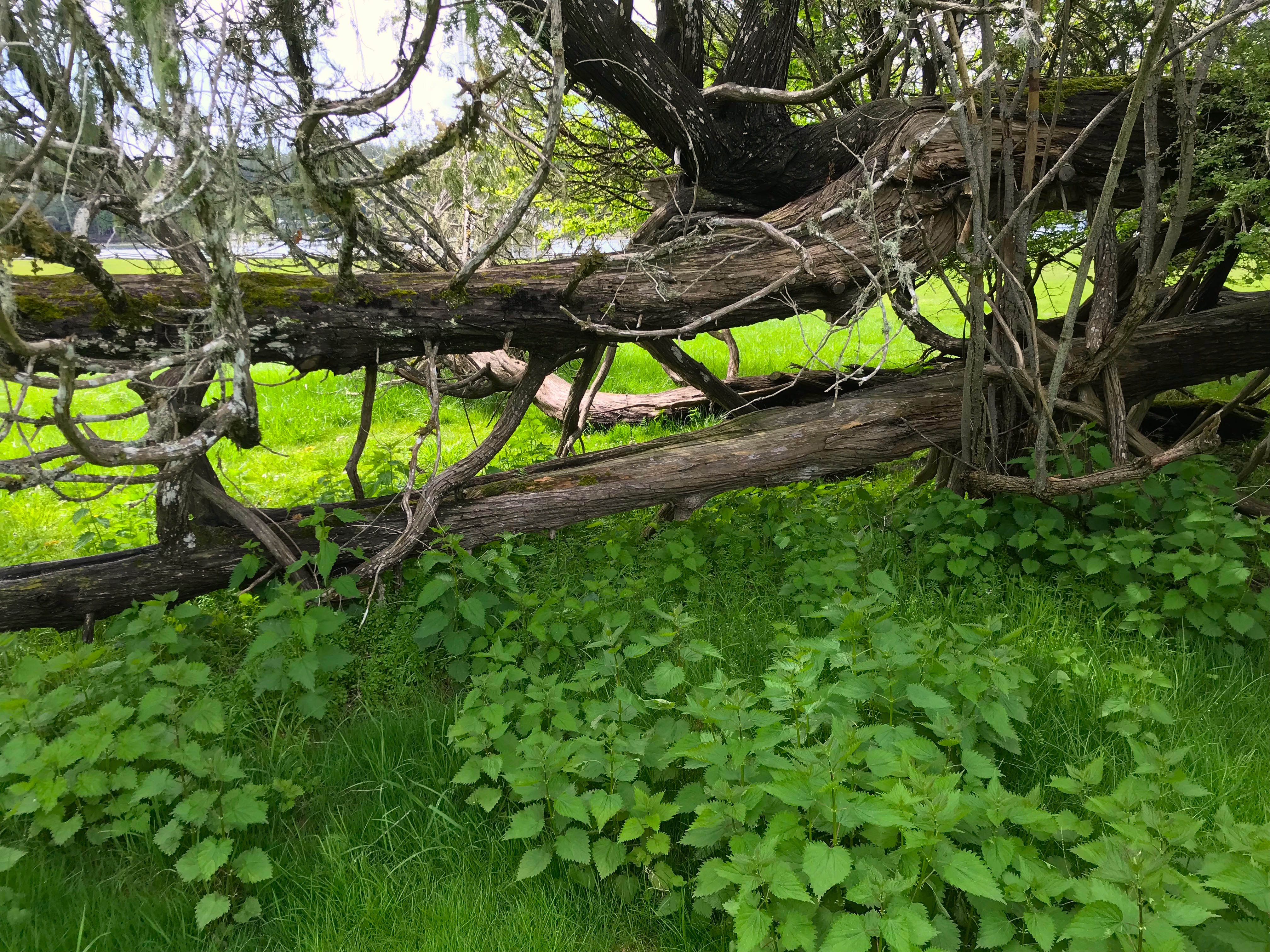 Spring Foraging on San Juan Island | Earthbox Inn