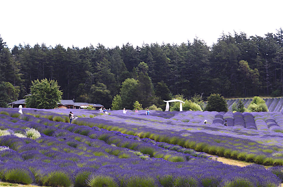San Juan Island Behind the Scenes: Pelindaba Lavender Farm | Earthbox Inn