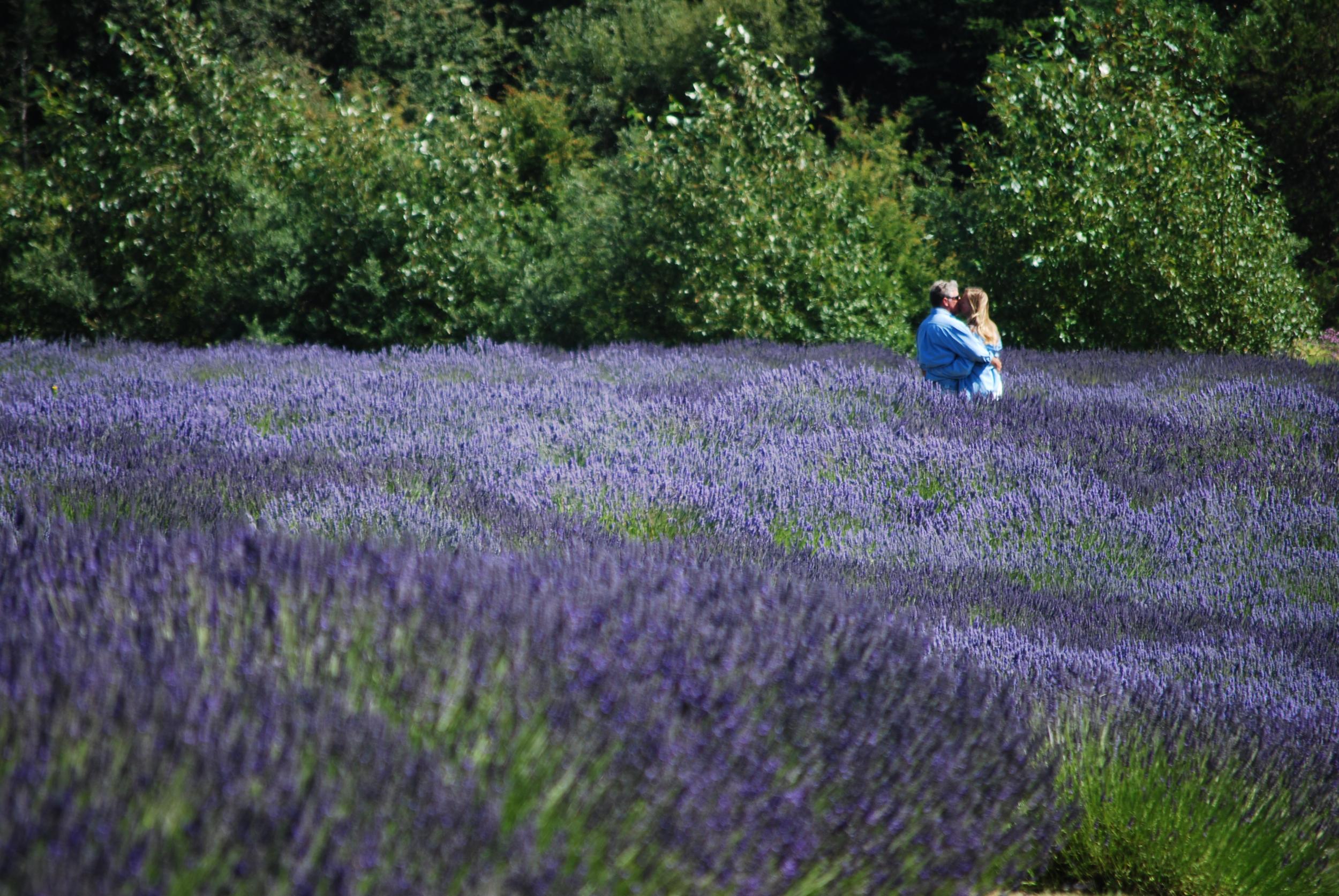 The Pelindaba Lavender Farm (and why tanners didn't get the plague ...