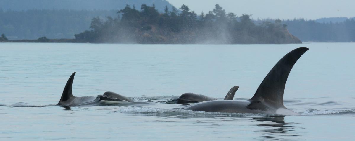 Know Your Orcas | Earthbox Inn